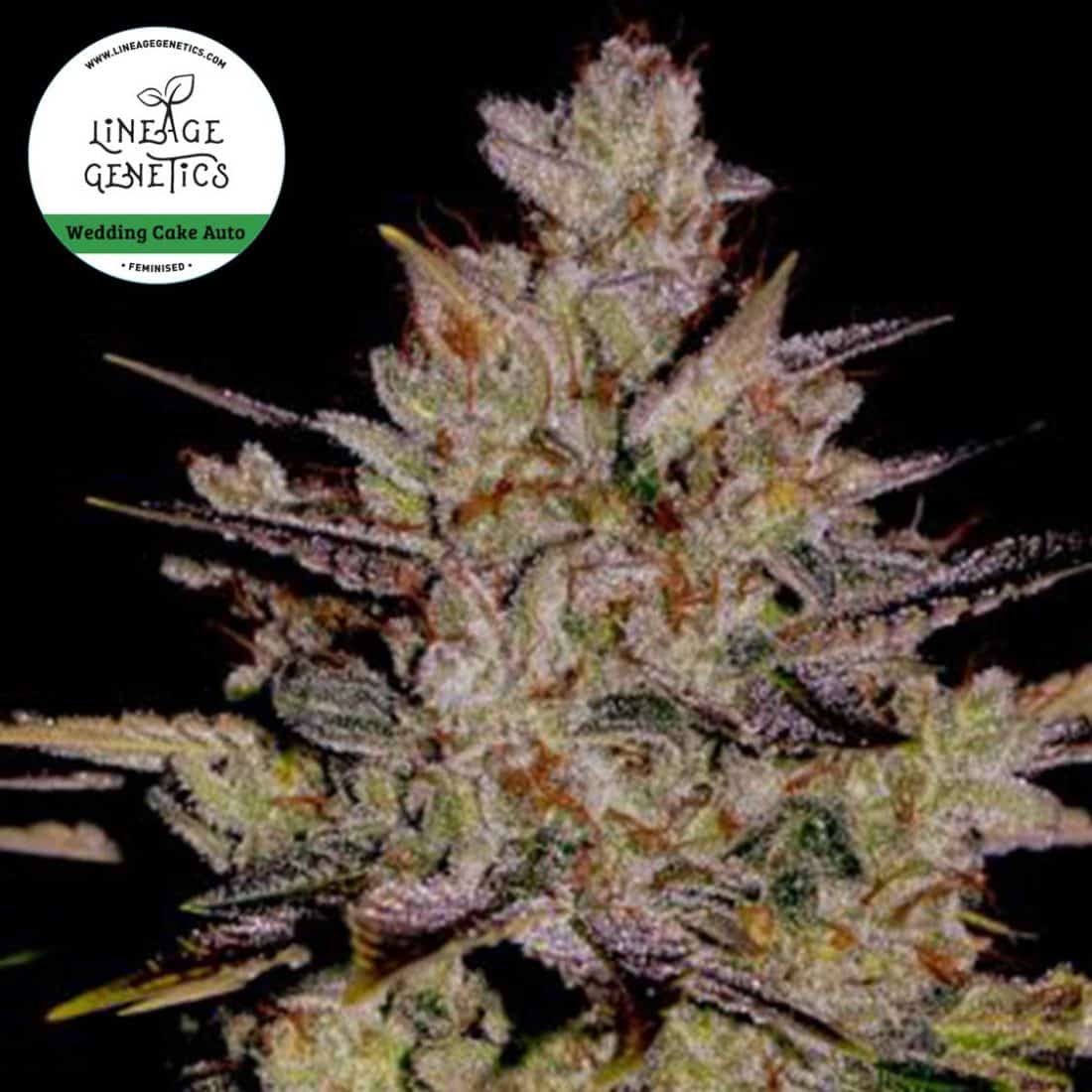 Auto Flowering Seeds | Cannabis Seeds | Marijuana Seeds